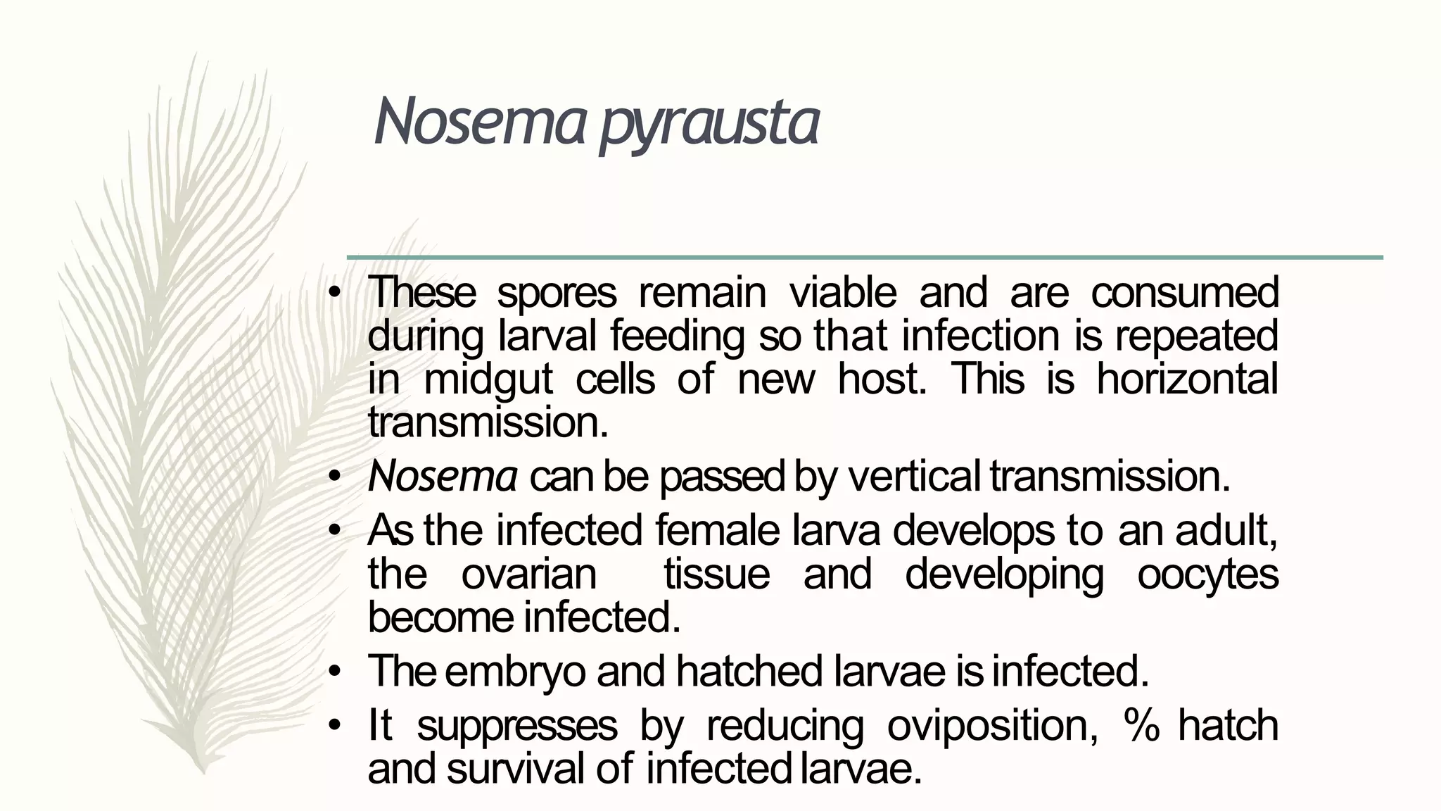 Entomopathogenic protozoa and spiroplasma | PPTX