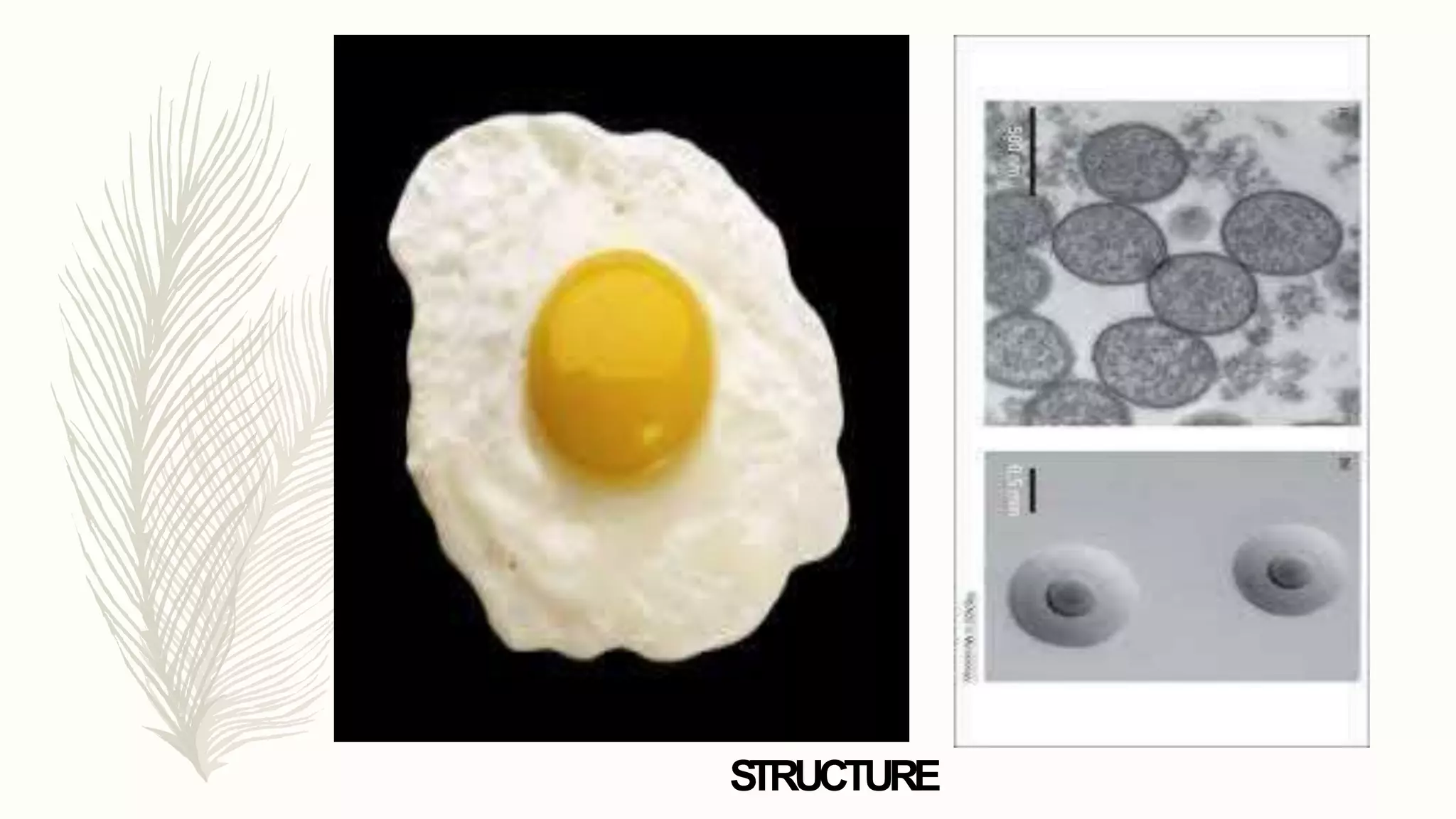 Entomopathogenic protozoa and spiroplasma | PPTX