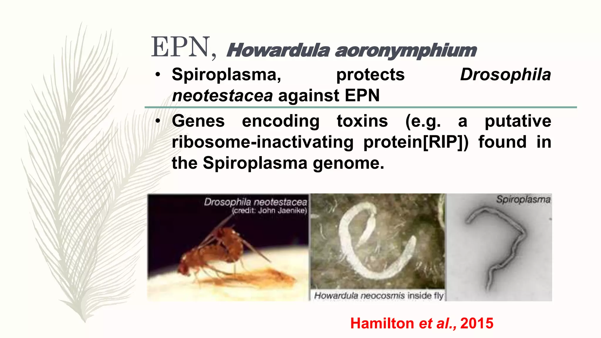 Entomopathogenic protozoa and spiroplasma | PPTX