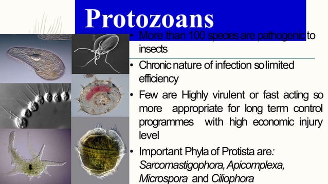 Entomopathogenic protozoa and spiroplasma | PPTX | Infectious Diseases ...
