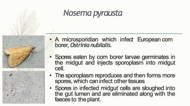 Entomopathogenic protozoa and spiroplasma | PPTX | Infectious Diseases ...