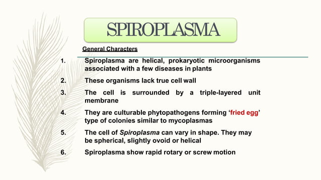 Entomopathogenic protozoa and spiroplasma | PPTX | Infectious Diseases ...