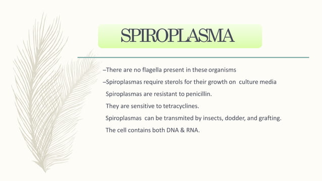 Entomopathogenic protozoa and spiroplasma | PPTX | Infectious Diseases ...