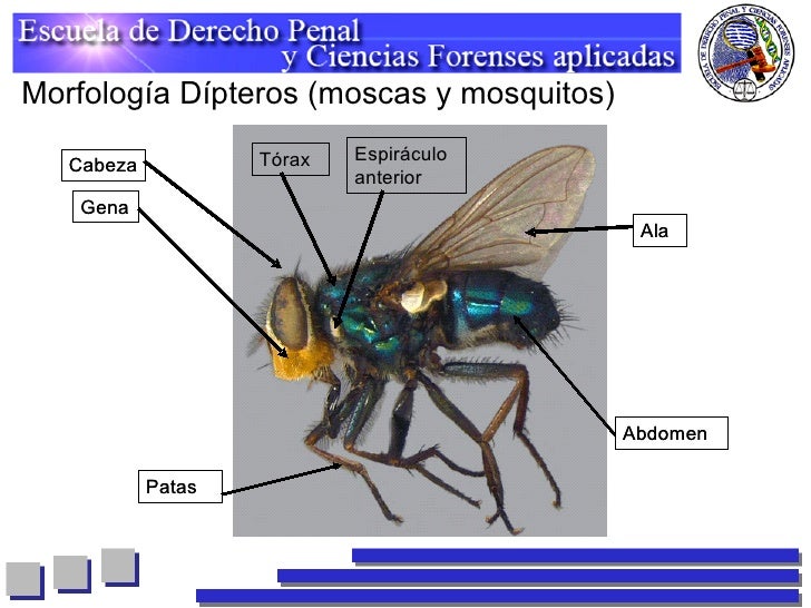 EntomologíA Forense Parte 1