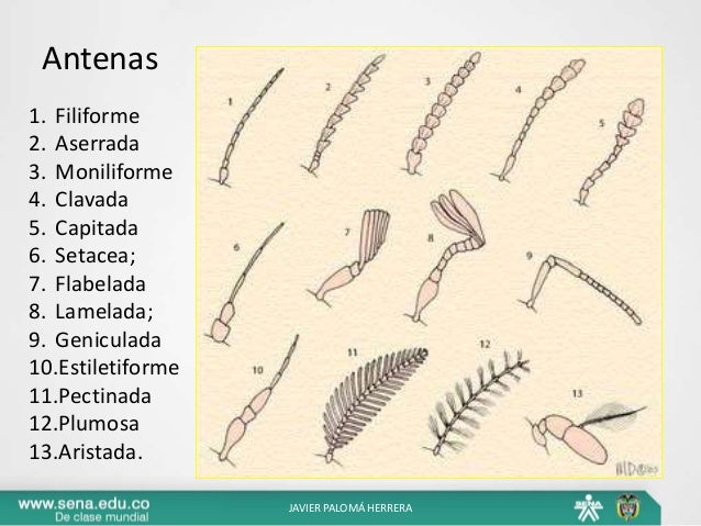 Entomología básica 1 julio 2015