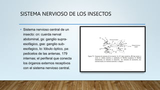 Entomología sistema nervioso.pptx