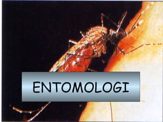 penjelasan ilmu entomologi kesehatan dan riciannya | PPT
