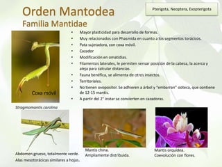 Entomología general | PPTX