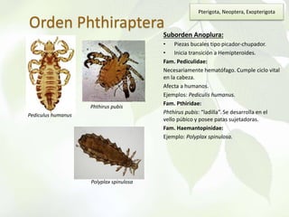 Entomología general | PPTX