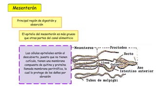 Sistemas de un insecto | PPTX