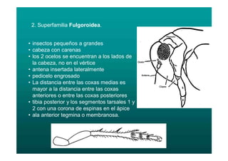 Entomologia_-_II_Unidad_-_Clase_Homopteraa.pdf