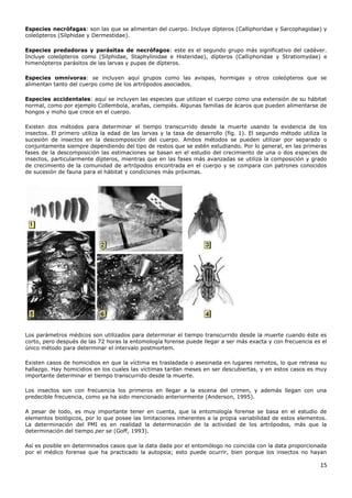 Entomologia forense | DOCX