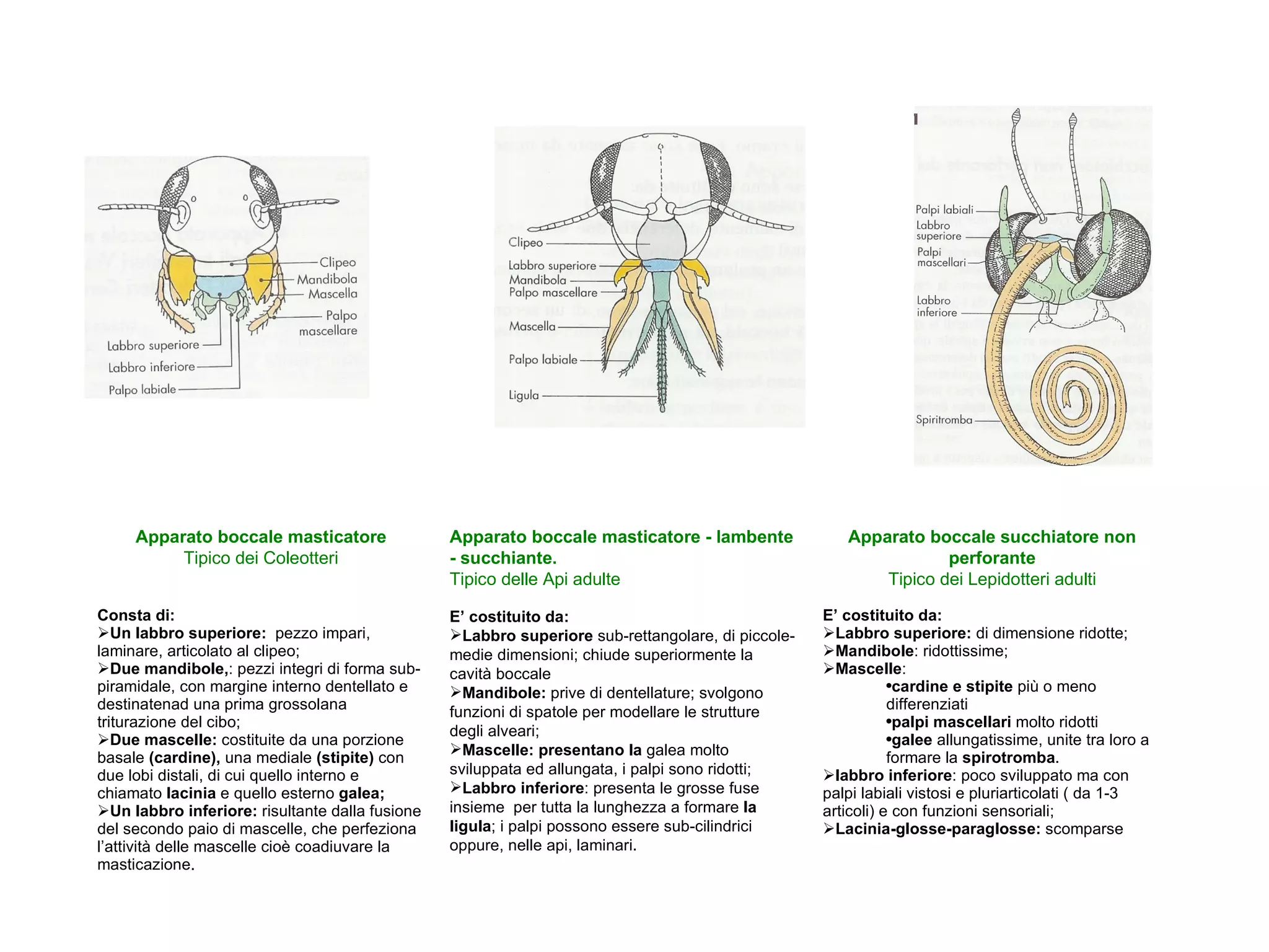 Entomologia generale | PPT