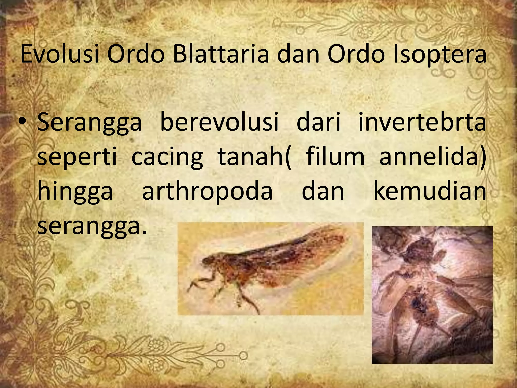 PPT Entomologi blattaria dan isoptera | PPTX