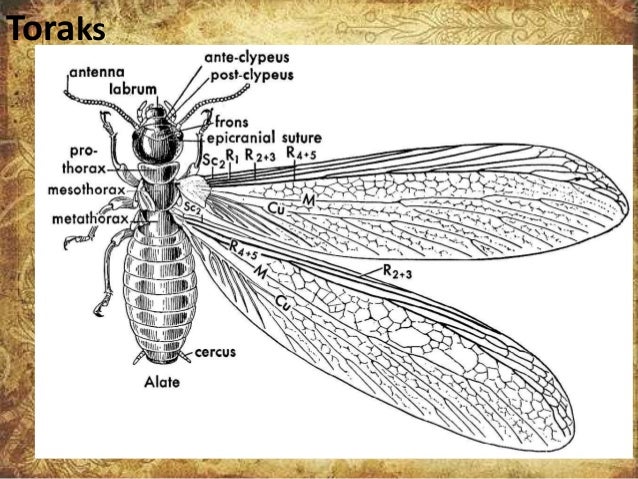PPT Entomologi blattaria dan isoptera