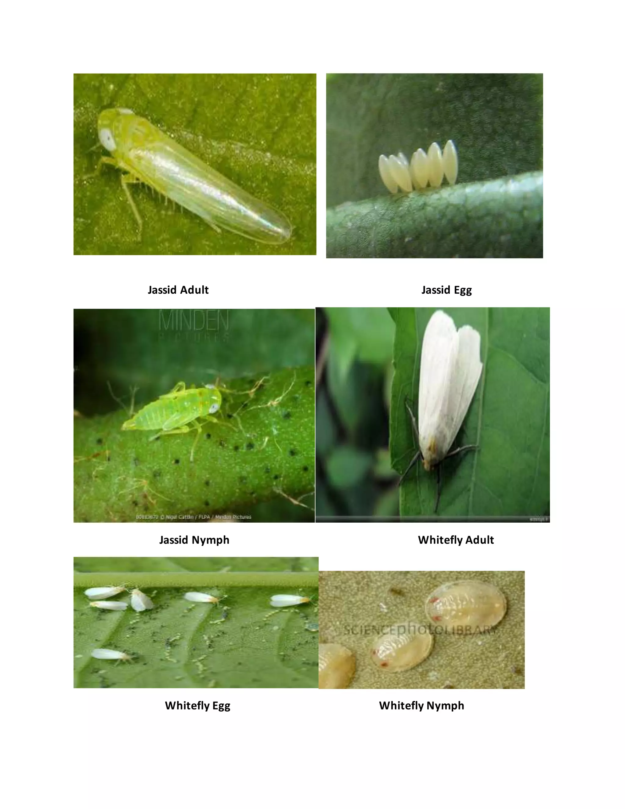 Entomological insect identification adult larvae pupa nymph eggs | DOCX