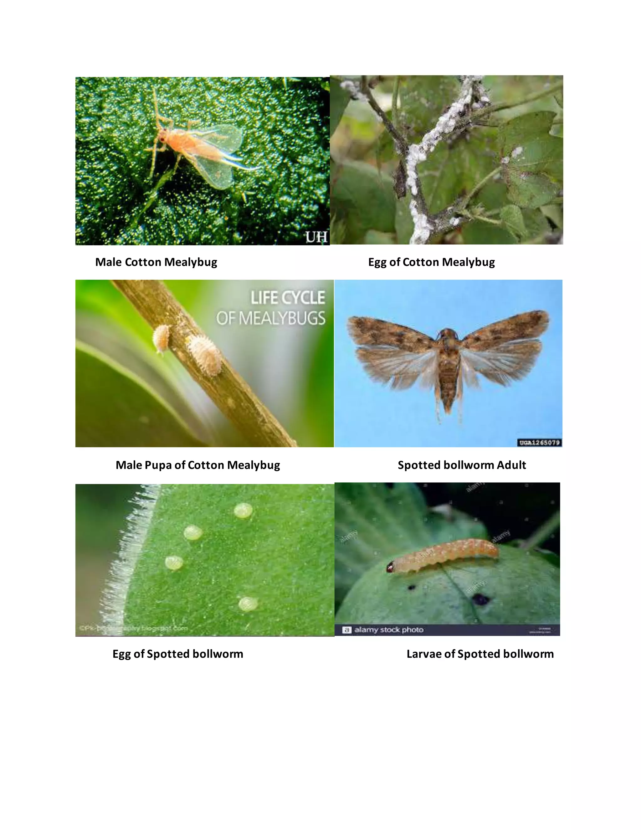 Entomological insect identification adult larvae pupa nymph eggs | DOCX