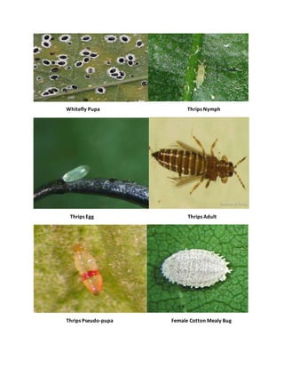 Entomological insect identification adult larvae pupa nymph eggs | DOCX