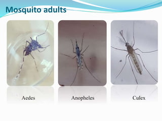 Entomological presentation for traininig purpose.pptx