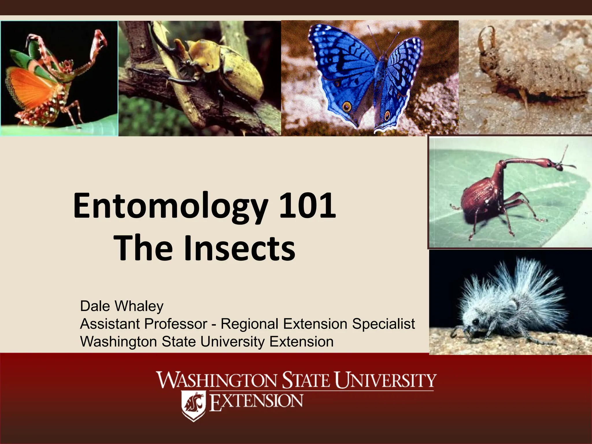 Entomology-101-slides-1-58.pdf Aprende de insectos | PPT