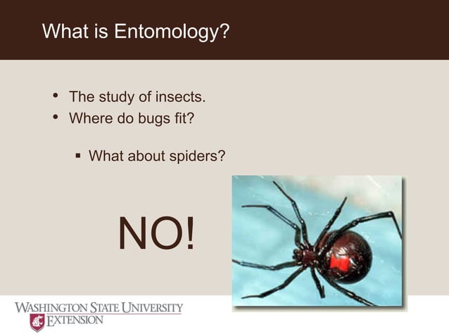 Entomology-101-slides-1-58.pdf Aprende de insectos | PPT
