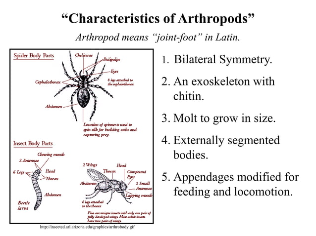 Entomology-101-slides-1-58.pdf Aprende de insectos | PPT