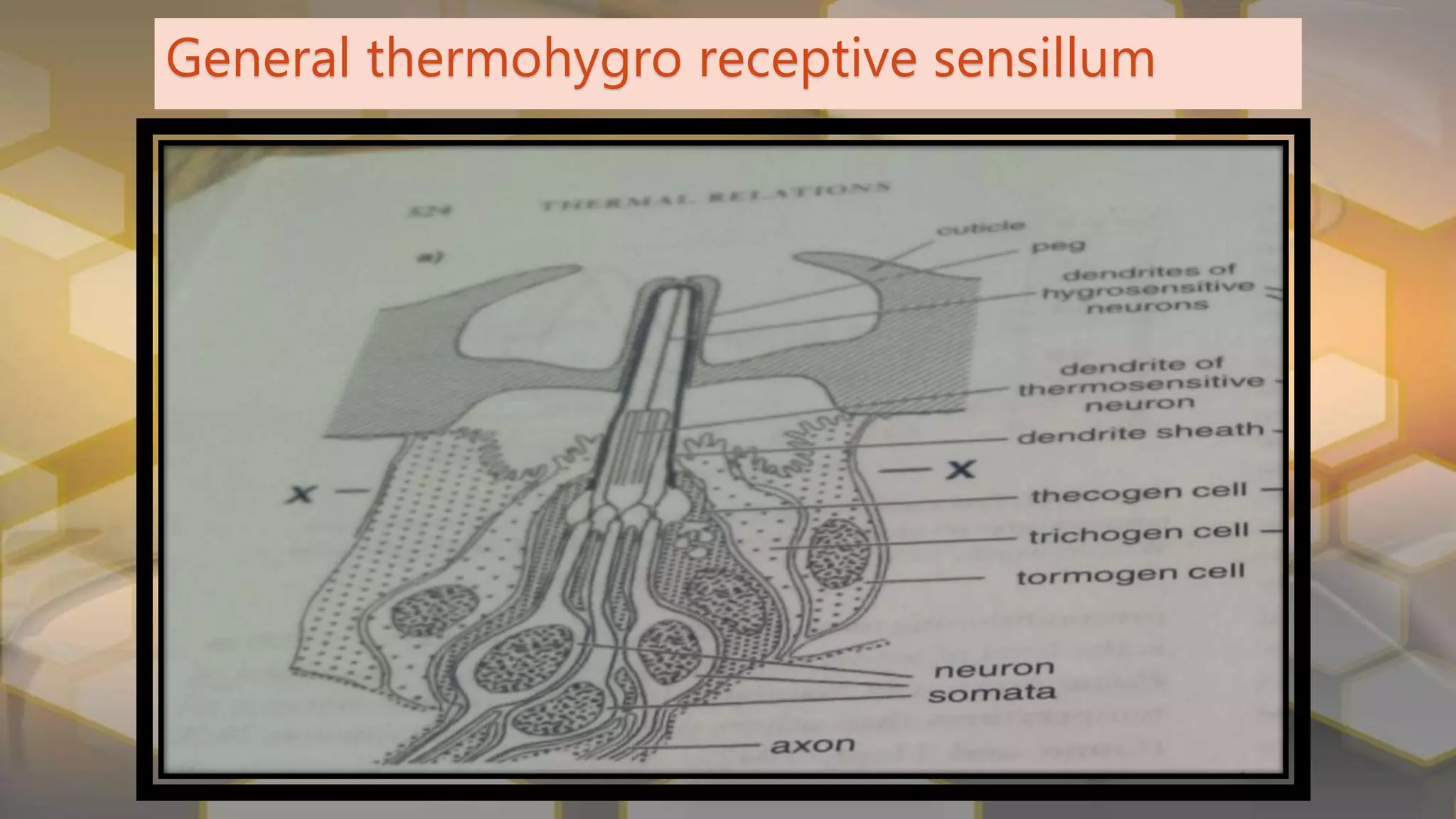 Thermoreception in Insects | PPTX