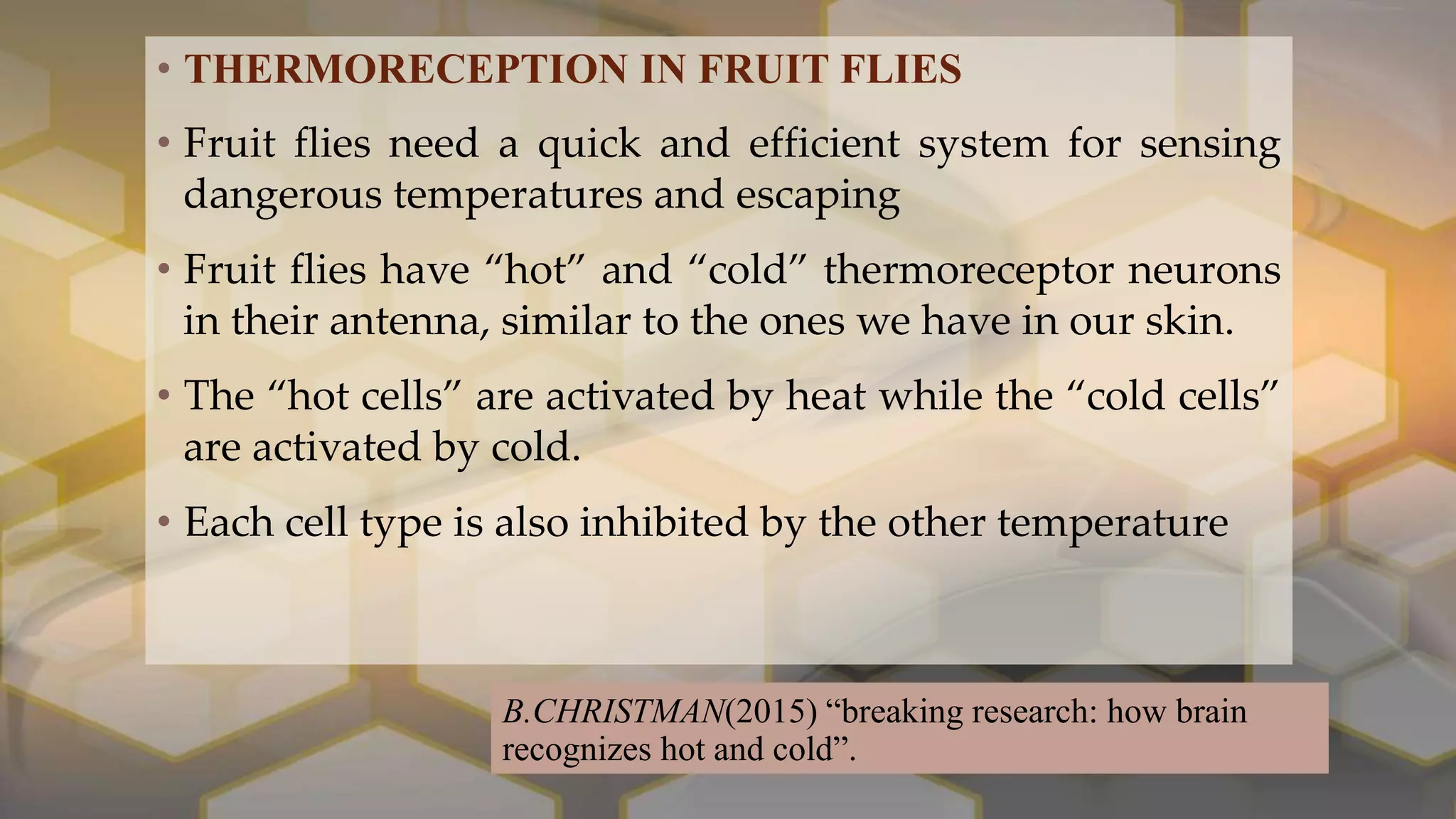 Thermoreception in Insects | PPTX