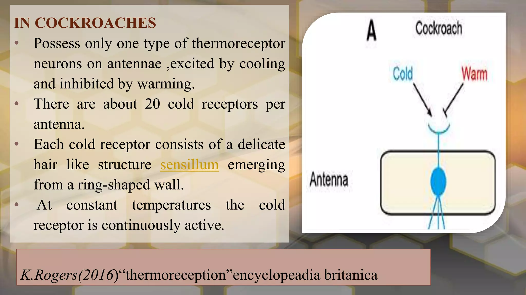 Thermoreception in Insects | PPTX