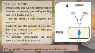 Thermoreception in Insects | PPTX