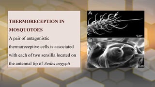 Thermoreception in Insects | PPTX