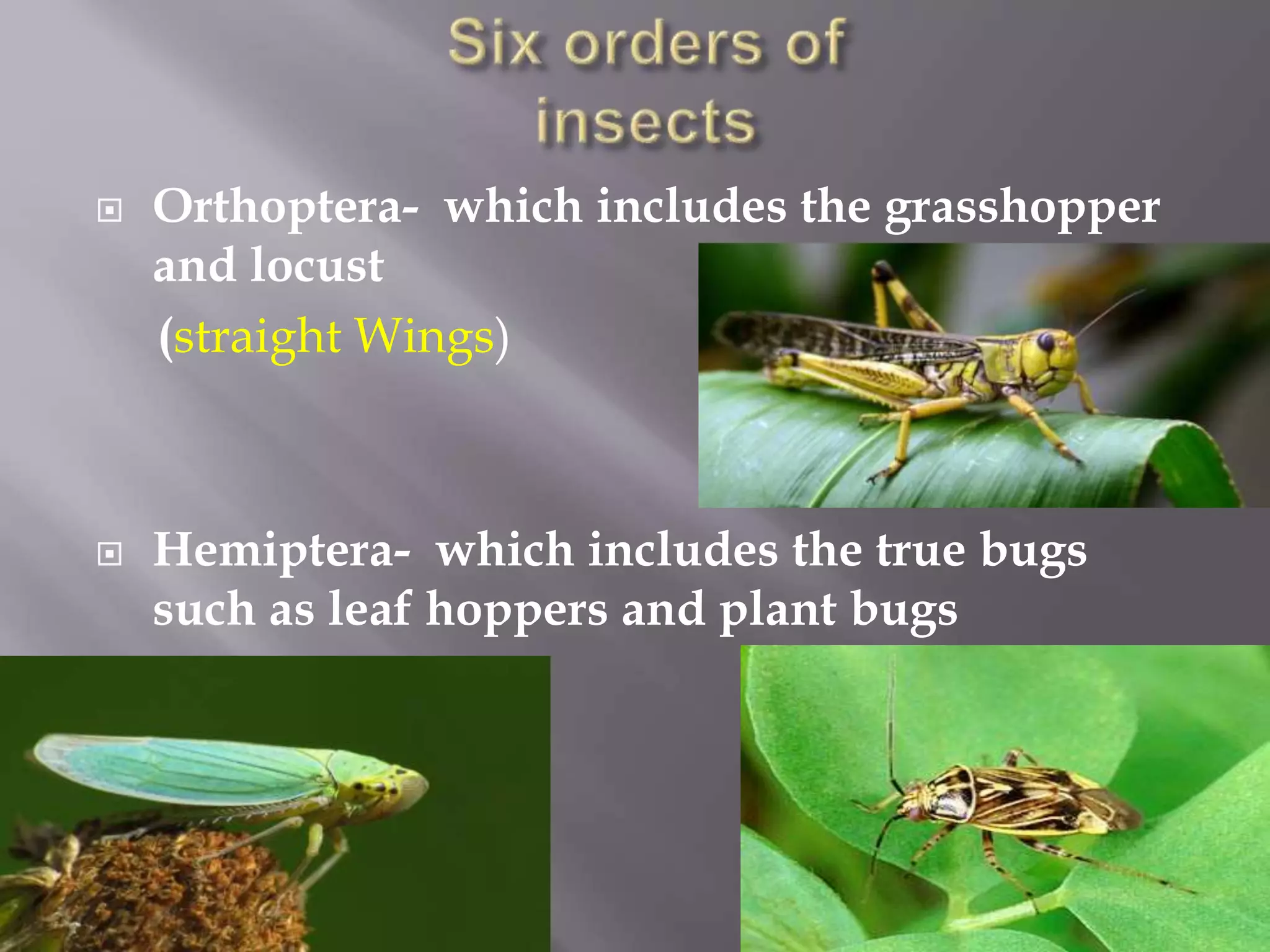 Introduction to Entomology | PPTX