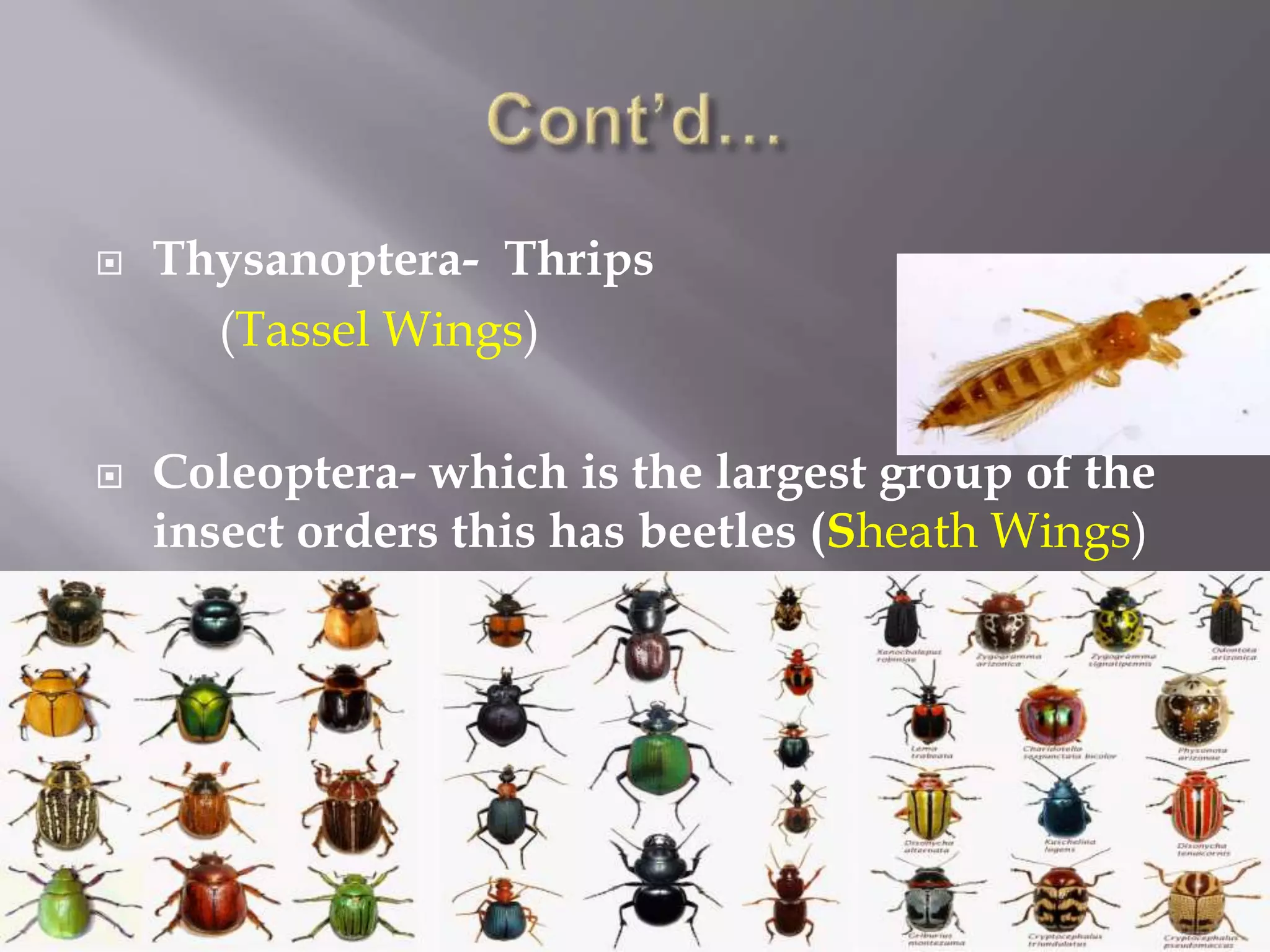 Introduction to Entomology | PPTX