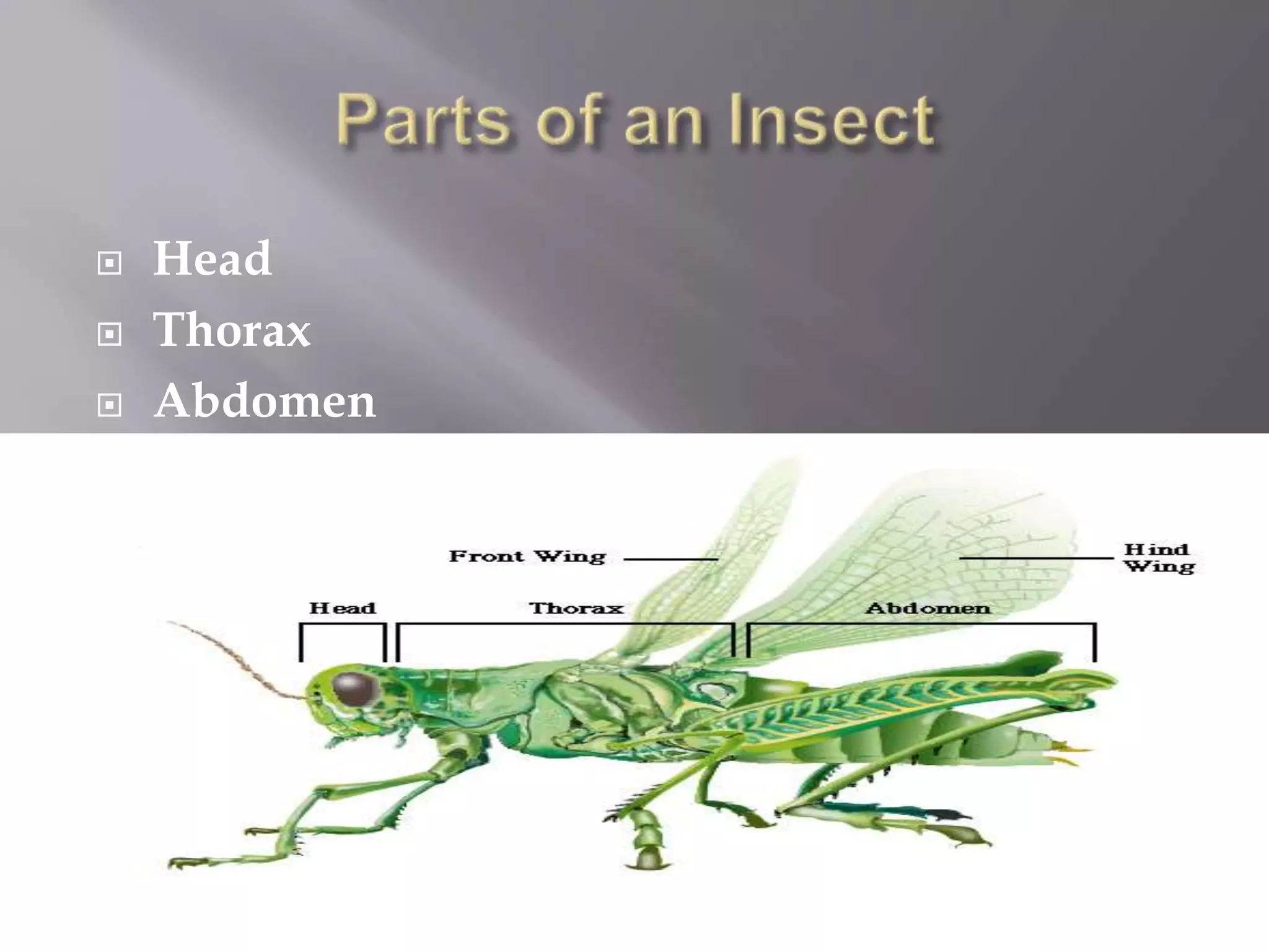 Introduction to Entomology | PPTX