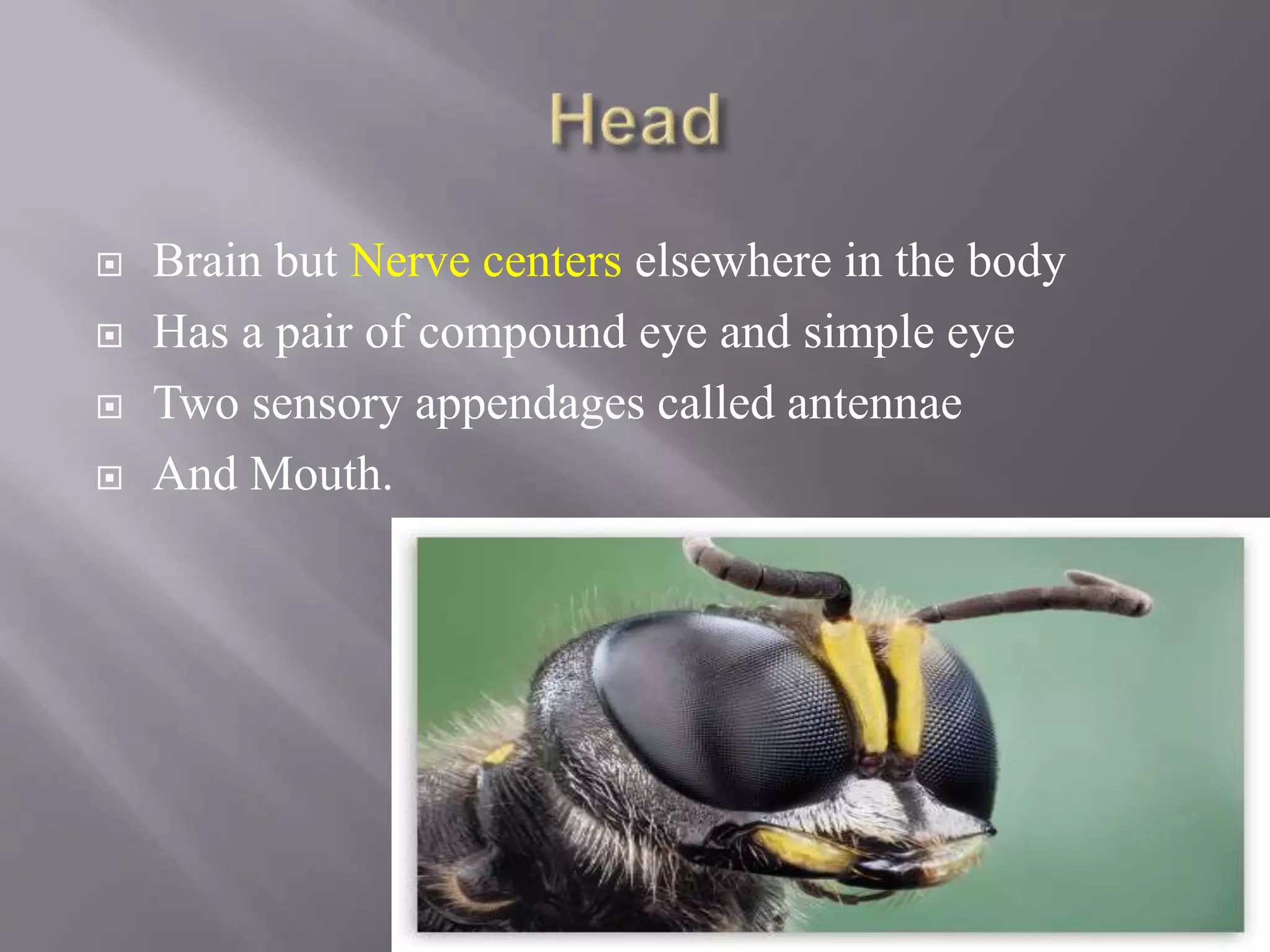 Introduction to Entomology | PPTX