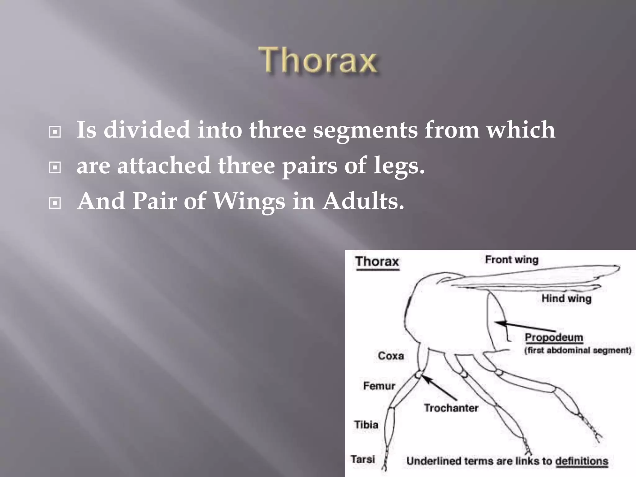 Introduction to Entomology | PPTX