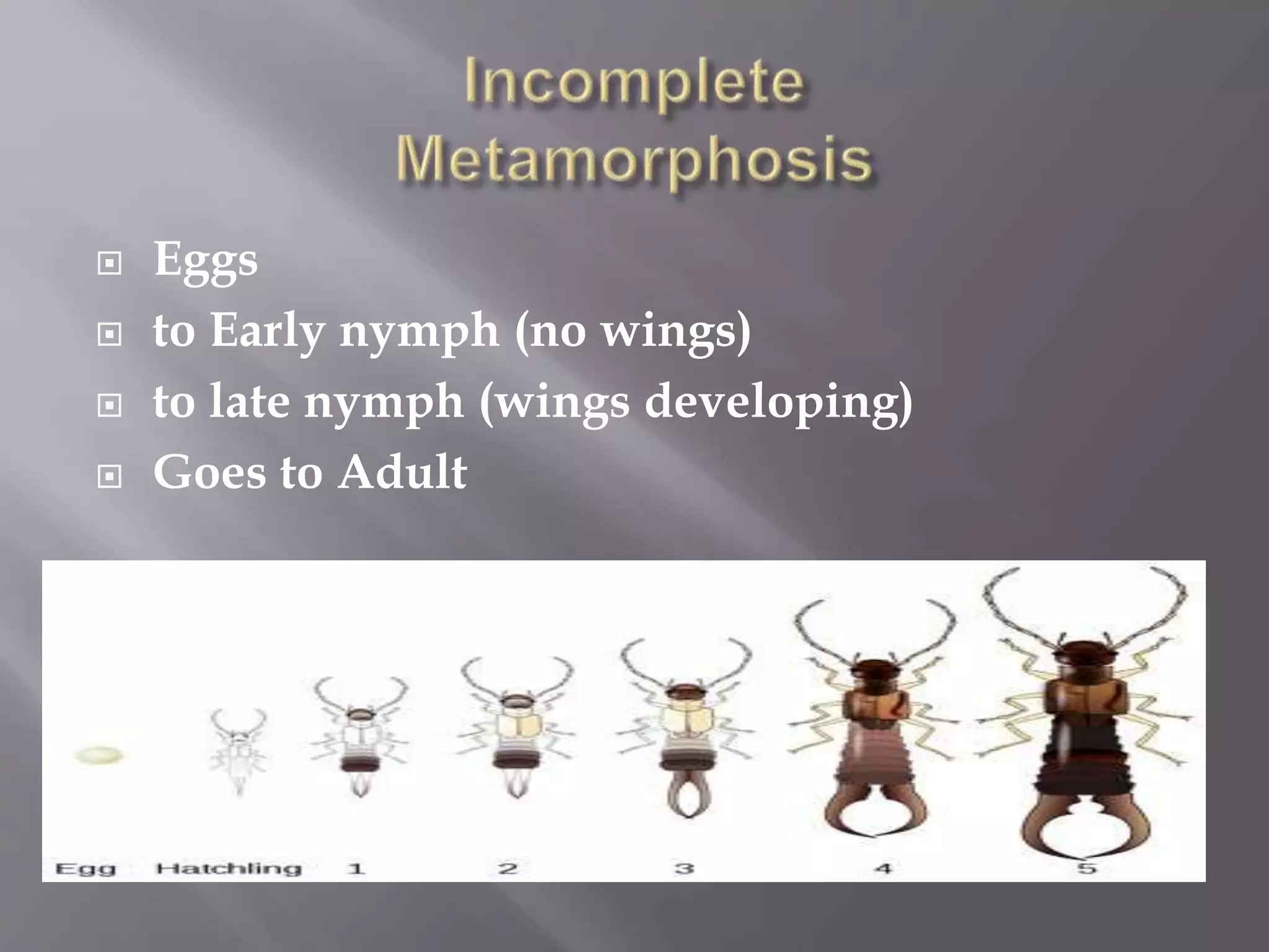 Introduction to Entomology | PPTX