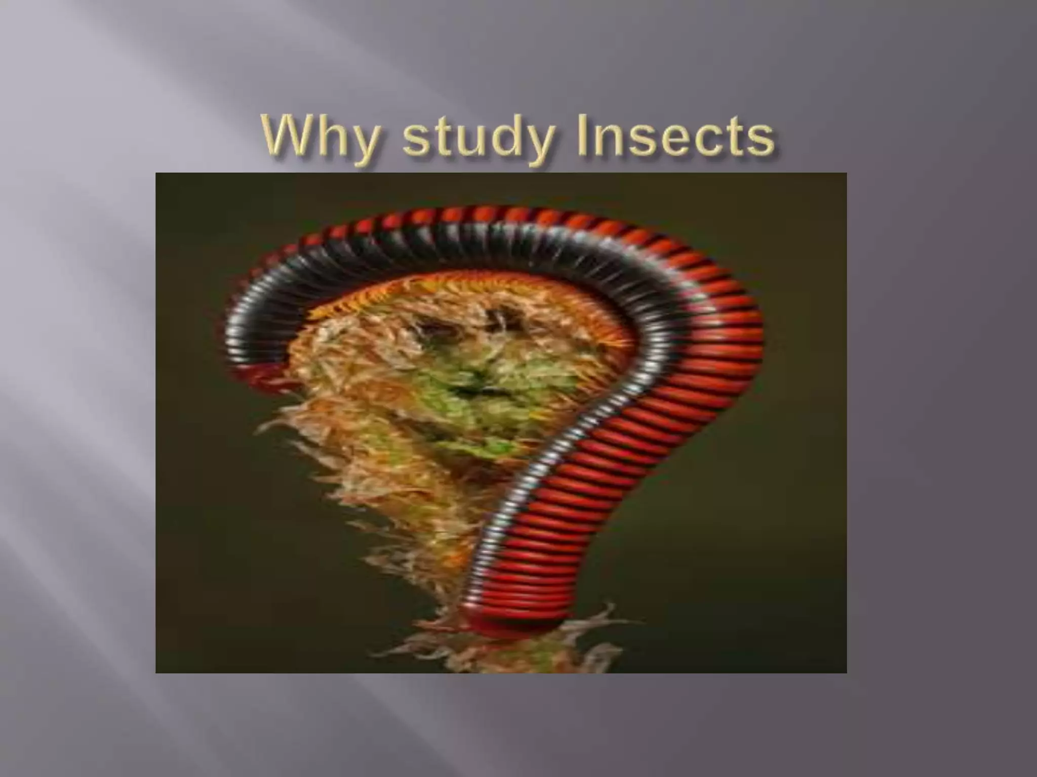 Introduction to Entomology | PPTX