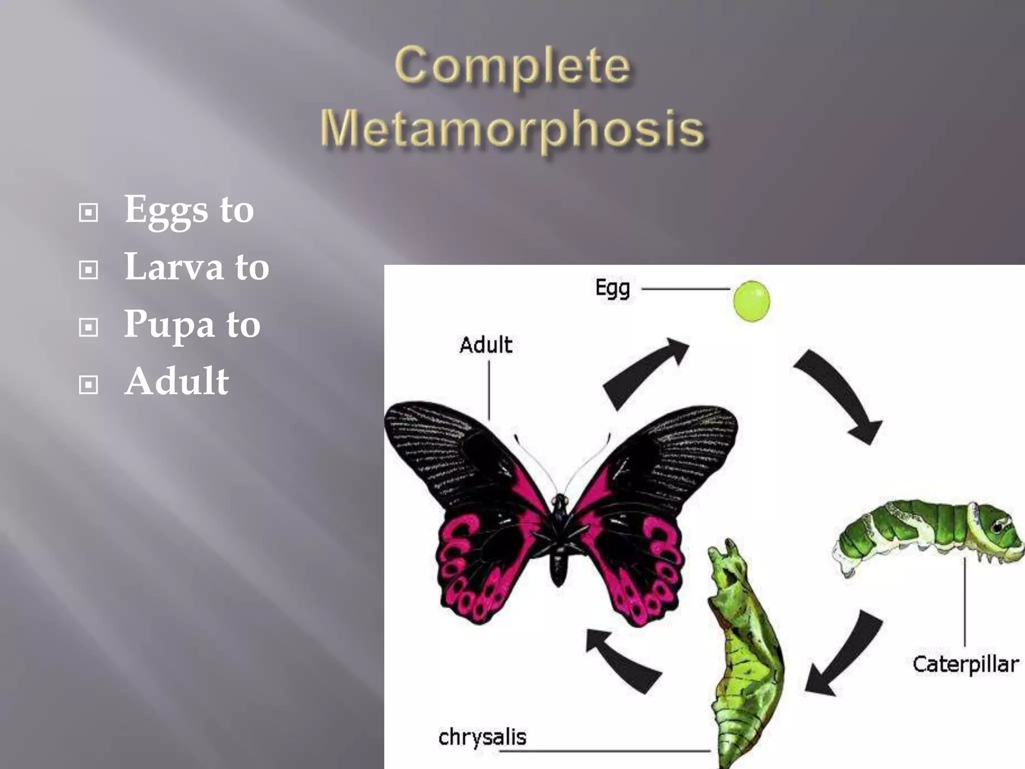 Introduction to Entomology | PPTX