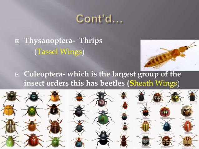 Introduction to Entomology | PPTX | Beekeeping | Hobbies & Interests