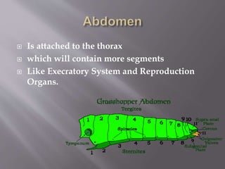 Introduction to Entomology | PPTX