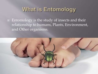 Introduction to Entomology | PPTX