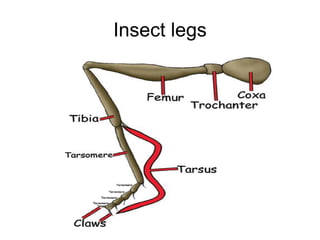 Insect Leg Anatomy