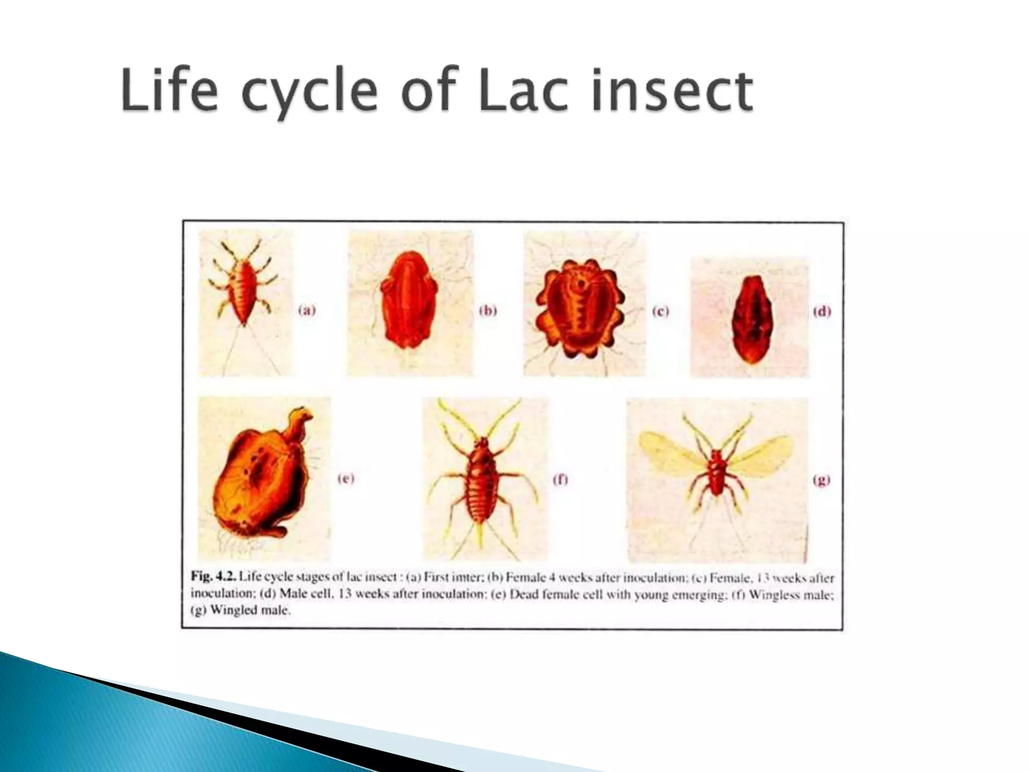 Productivity of lac insect | PPTX
