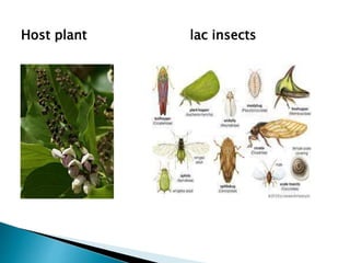 Productivity of lac insect | PPTX