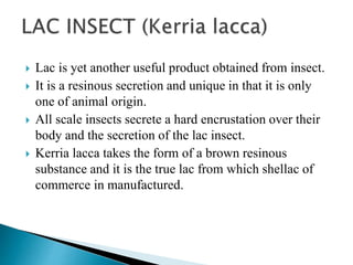Productivity of lac insect | PPTX