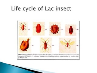 Productivity of lac insect | PPTX