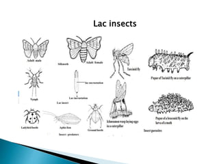 Productivity of lac insect | PPTX