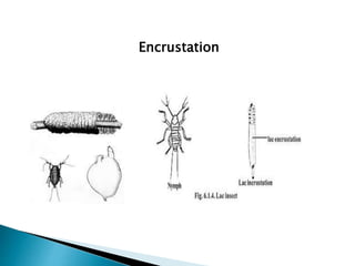 Life Cycle Of Lac Insect