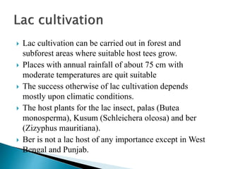 Productivity of lac insect | PPT